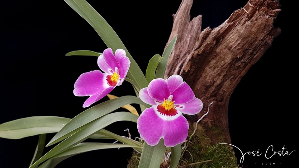 MILTONIOPSIS, ORCHID, ORCHIDS,ORCHIDEE,MILTONIA